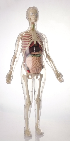 Mirax Hobbies - EDUTOYS MK 001 VISIBLE FEMALE ANATOMY 56 CM